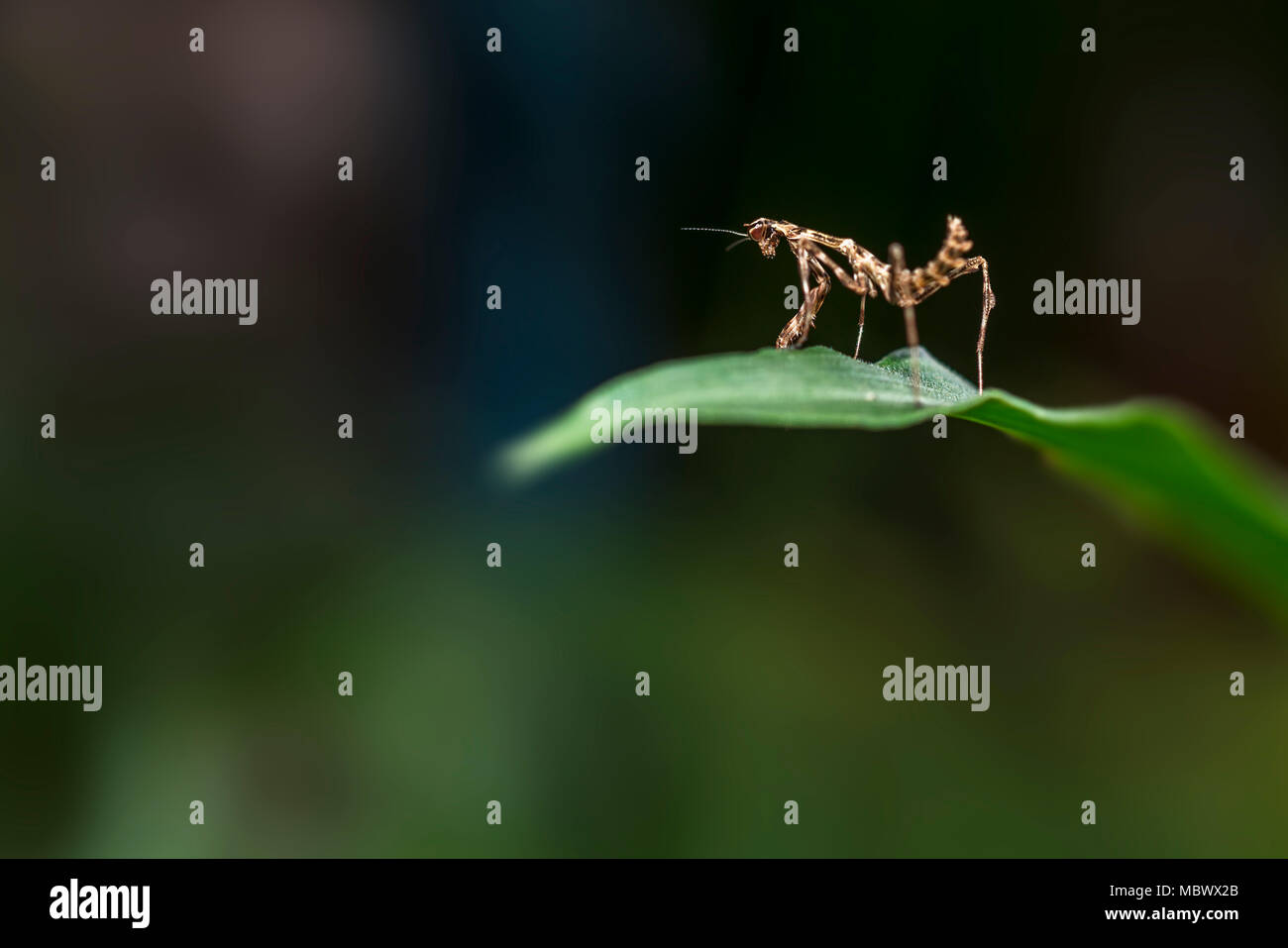 Vespa mandarinia hi-res stock photography and images - Alamy