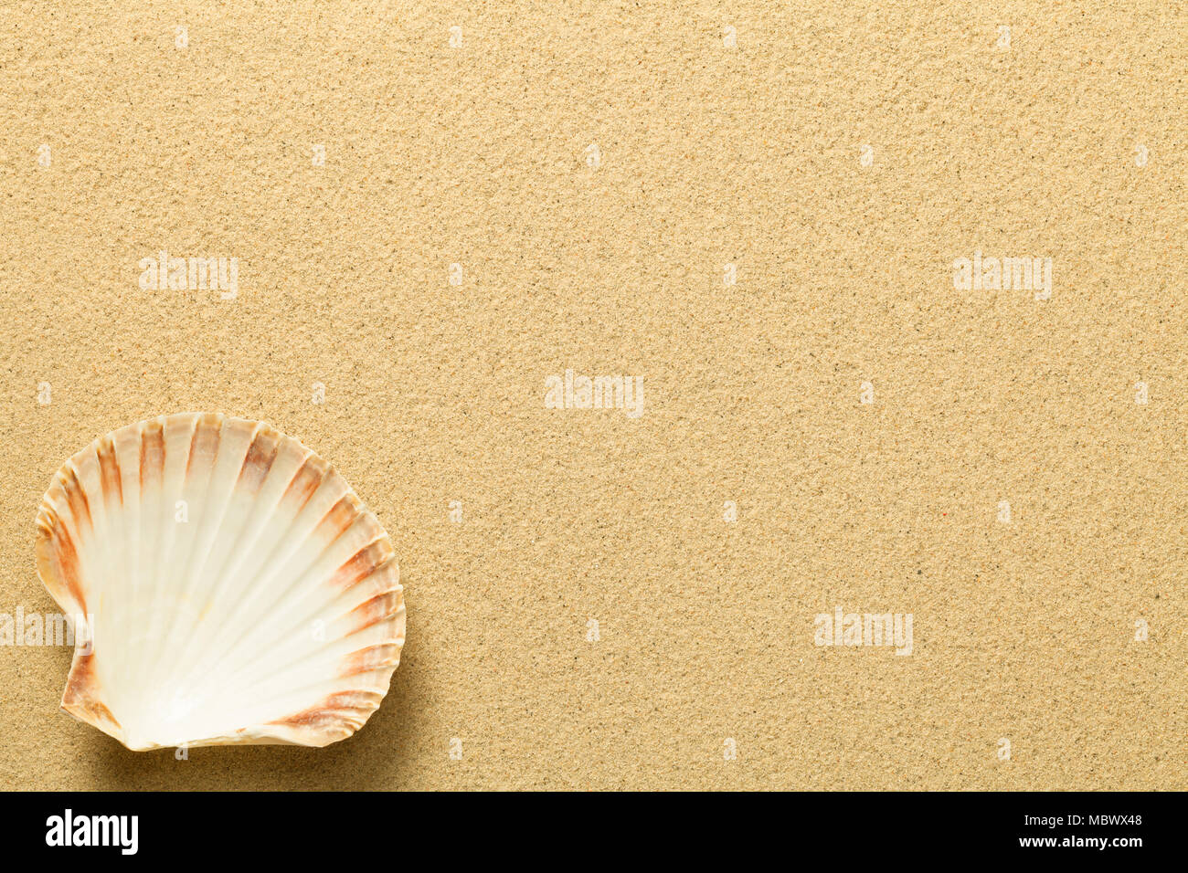 Summer, sand background with shell. Beach texture. Copy space. Top view ...