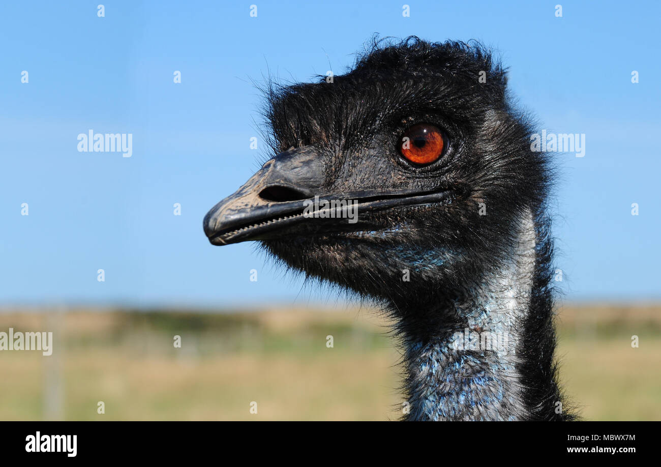 Large Long Neck High Resolution Stock Photography and Images - Alamy