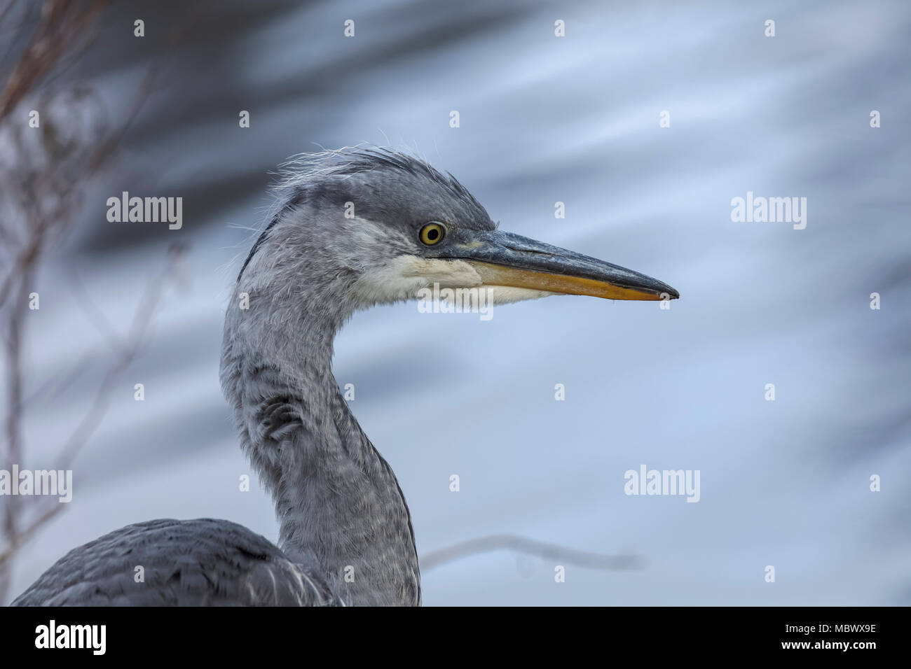 Neck close up hi-res stock photography and images - Alamy