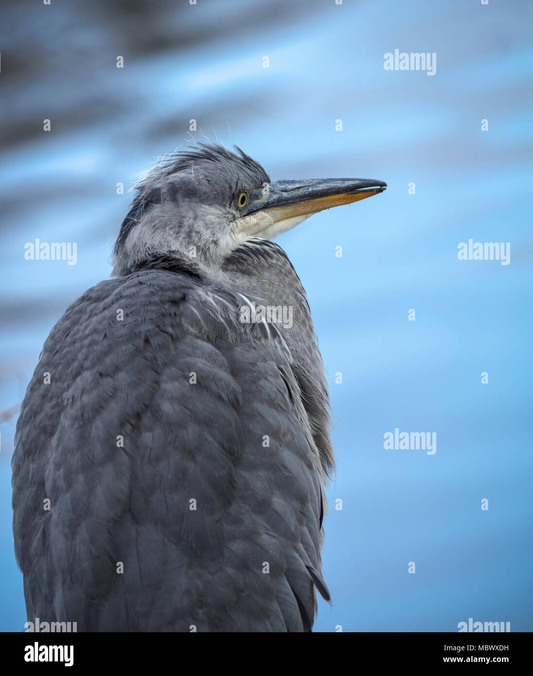 Portrait grey heron hi-res stock photography and images - Alamy
