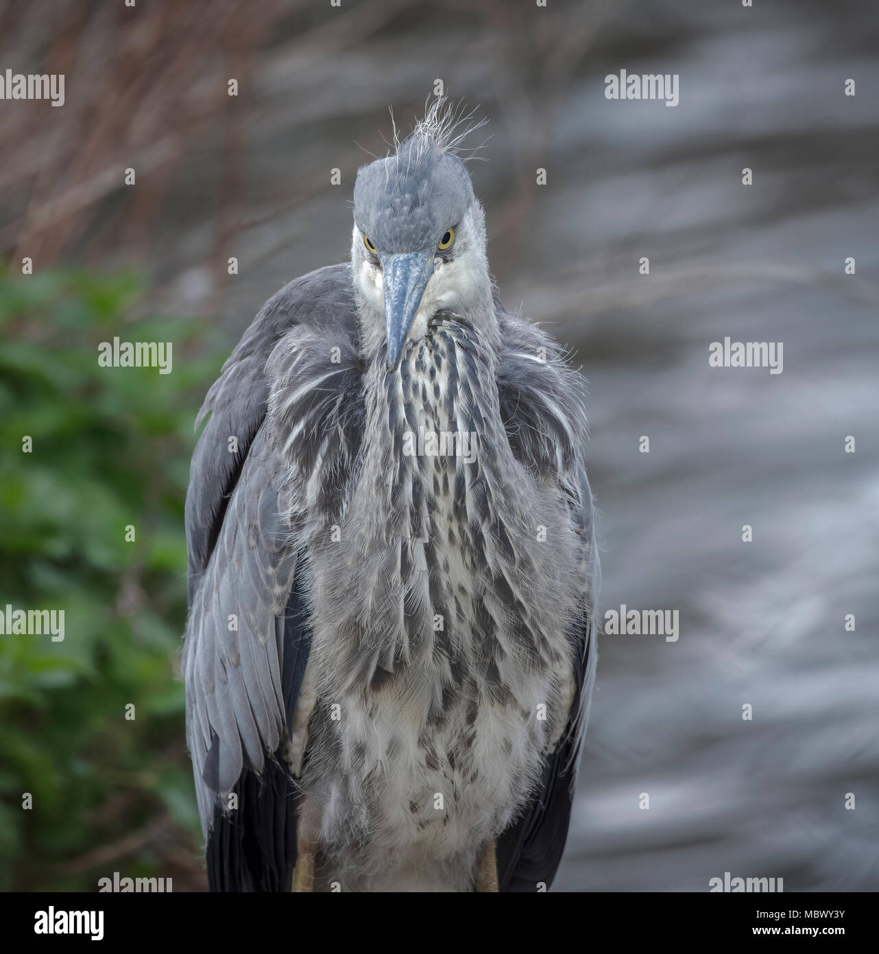 Grey Heron Looking Straight Ahead Close Up Stock Photo - Alamy