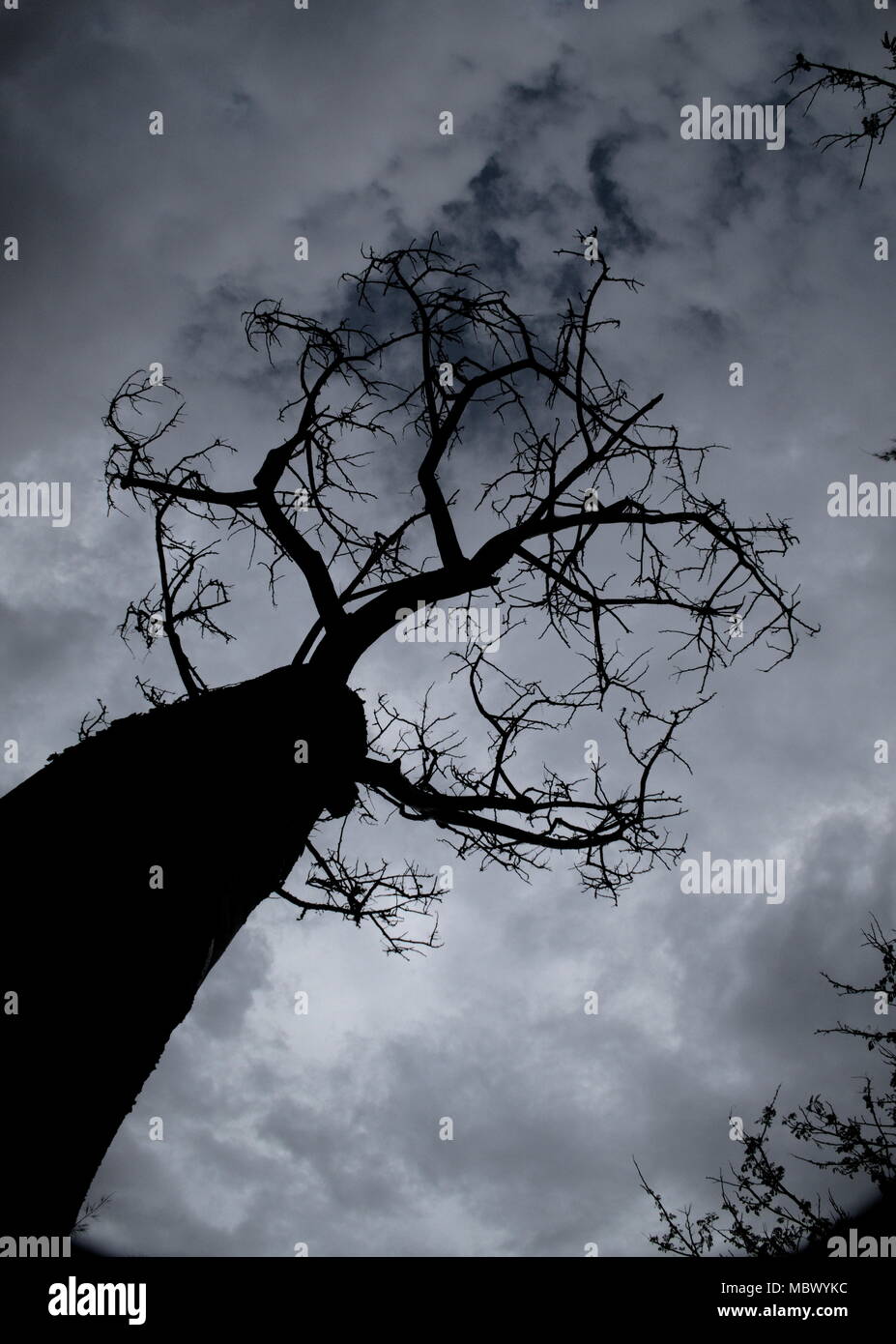 Dry tree in the dramatic nature Stock Photo - Alamy