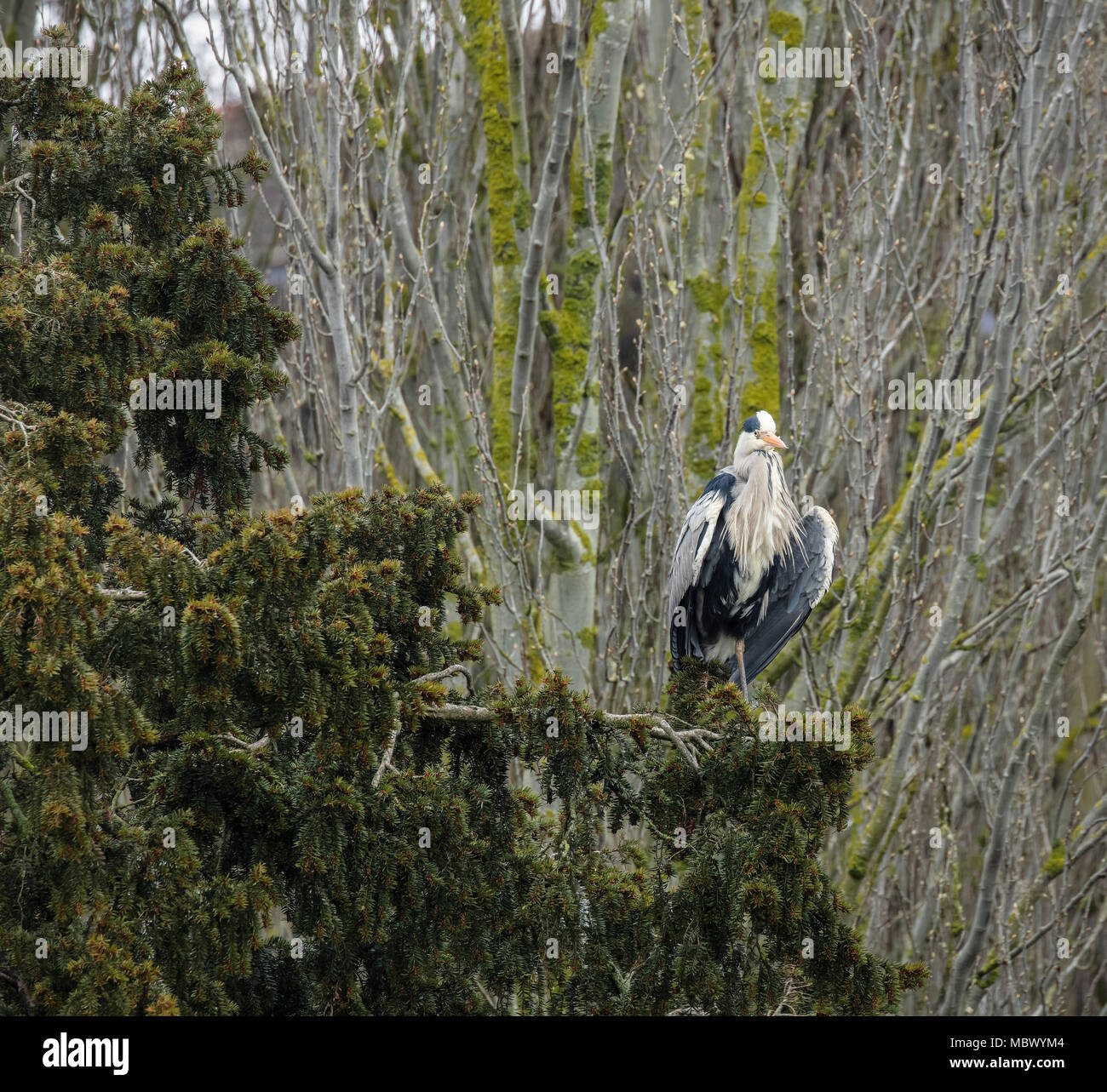 Heron in tree hi-res stock photography and images - Alamy