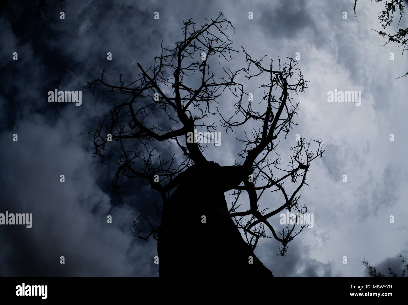 Dry tree in the dramatic nature Stock Photo - Alamy