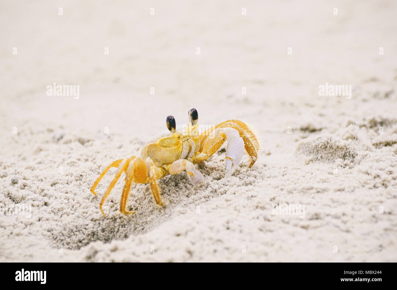 Yellow crab on the beach Stock Photo - Alamy