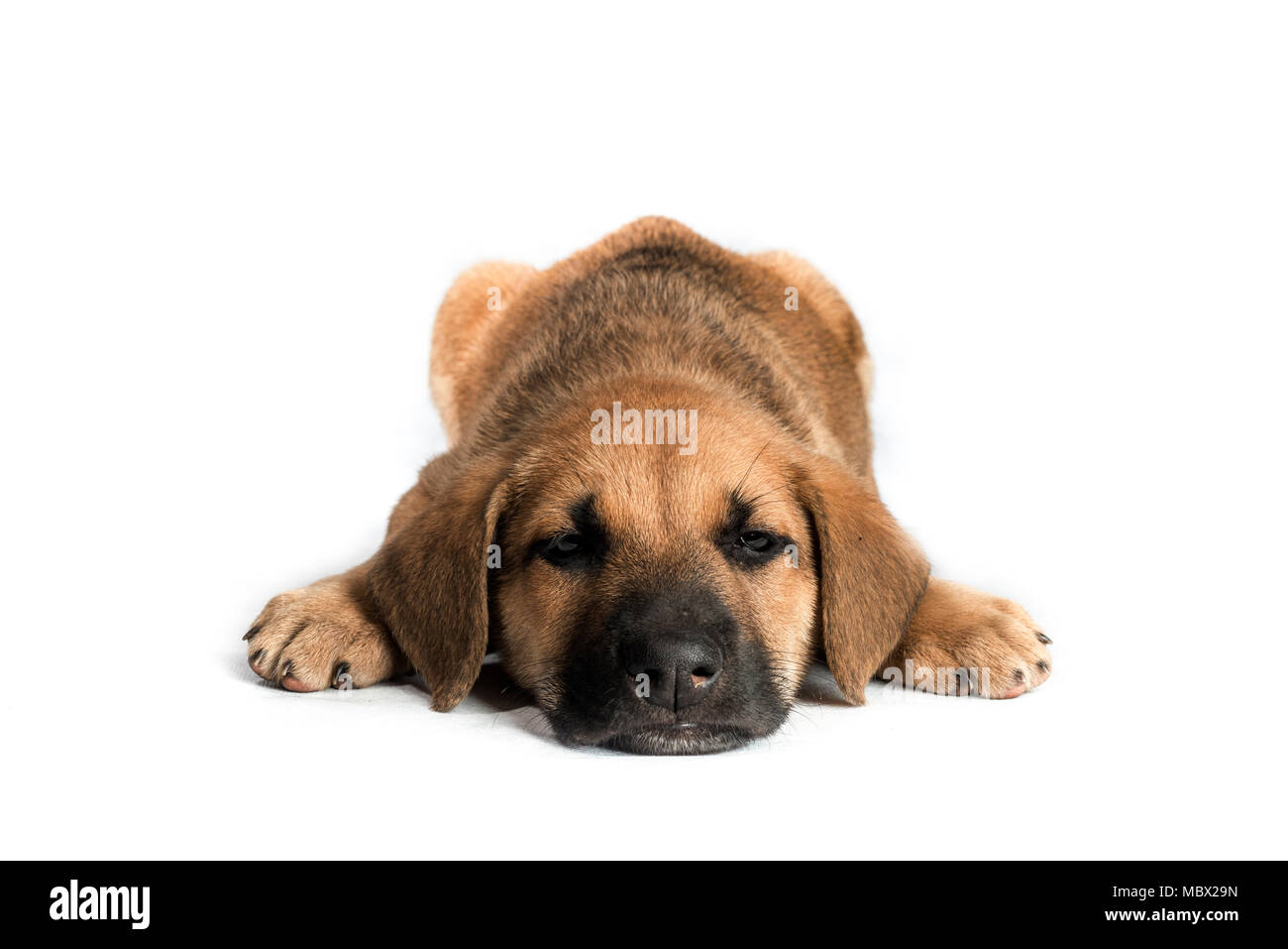 little cute mestizo puppy on white background Stock Photo - Alamy