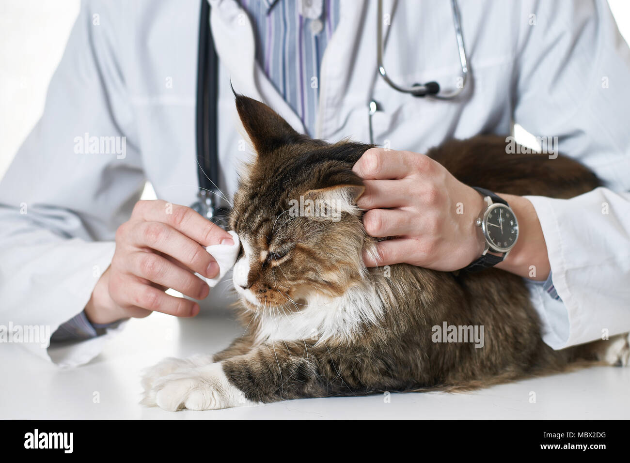 The vet heals cat's eye Stock Photo - Alamy