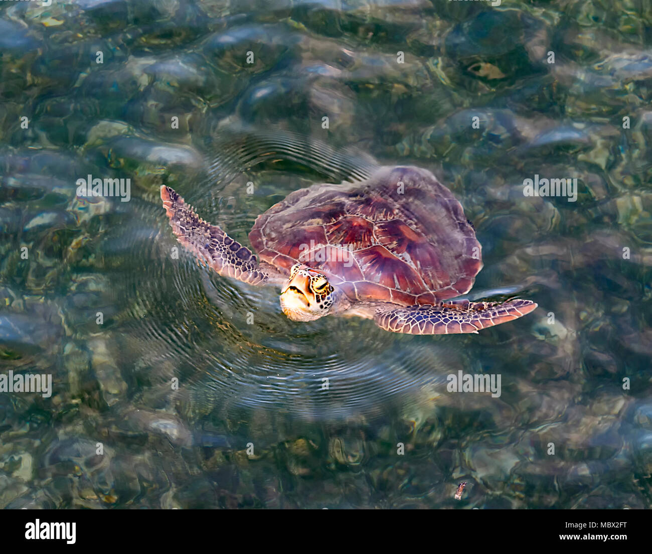 Juvenile female Green Sea Turtle (Chelonia mydas) coming to the surface ...