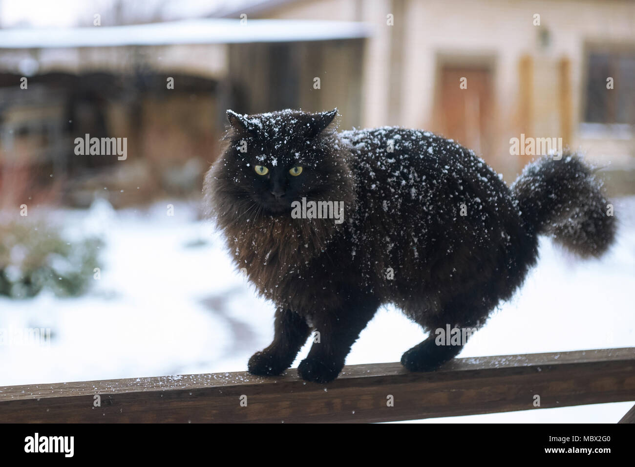 Cat walks in the snow Stock Photo - Alamy