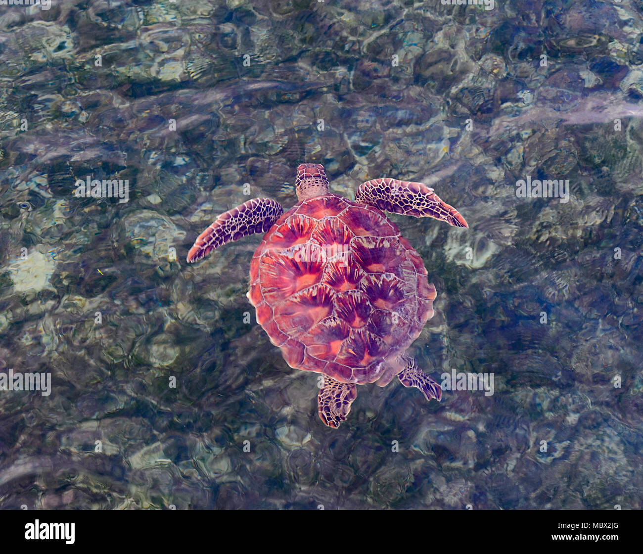 Juvenile female Green Sea Turtle (Chelonia mydas) swimming on the ...