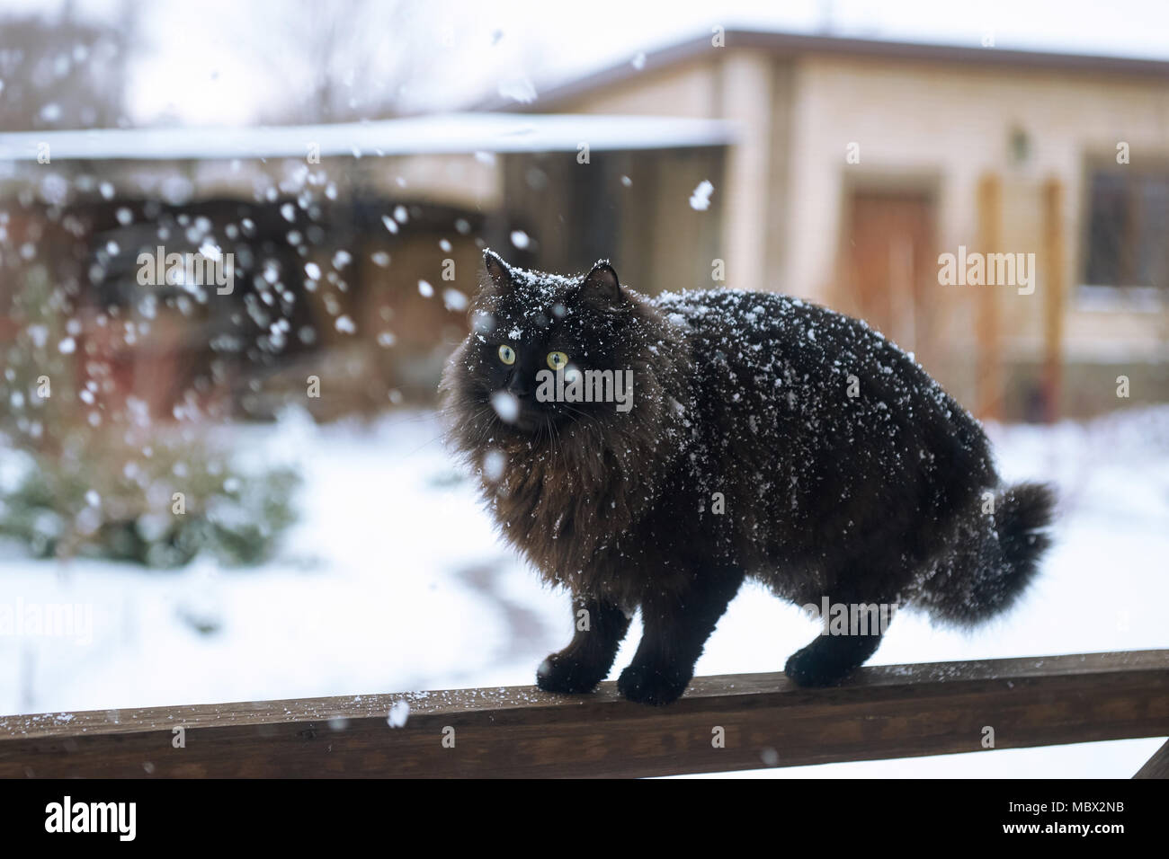 Cat playing snowballs Stock Photo - Alamy