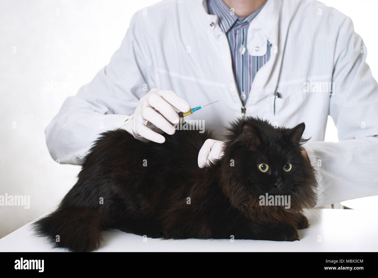 Veterinarian giving injection white hi-res stock photography and images ...