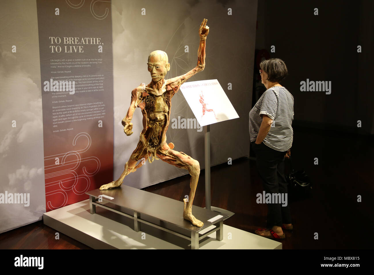 Real bodies exhibition hi-res stock photography and images - Alamy