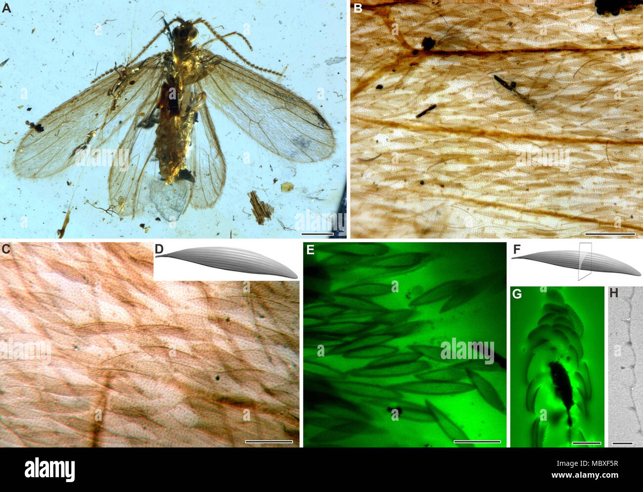 Photonic insect hi-res stock photography and images - Alamy