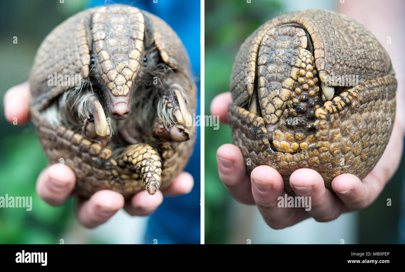 Combo-12 April 2018, Hoyerswerda, Germany: Both photos show a southern ...