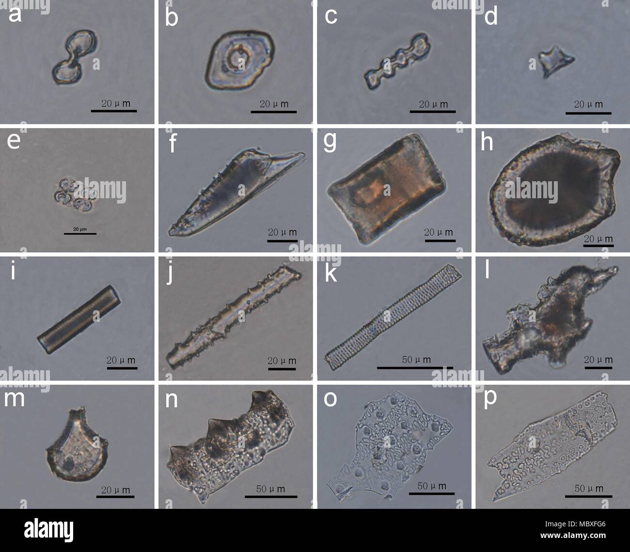 Phytoliths hi-res stock photography and images - Alamy