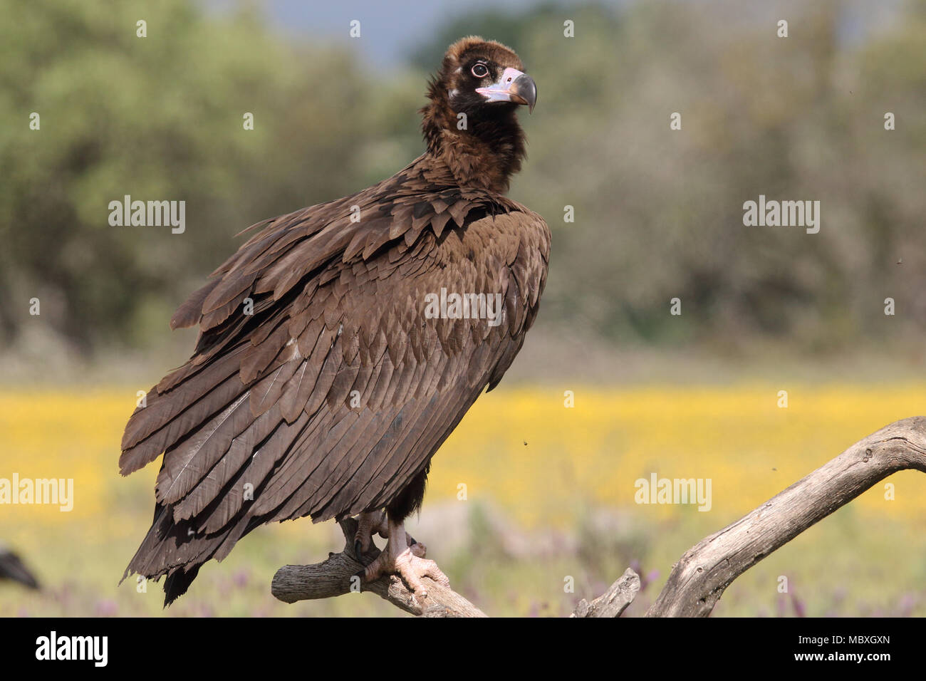Eurasian Black Vulture
