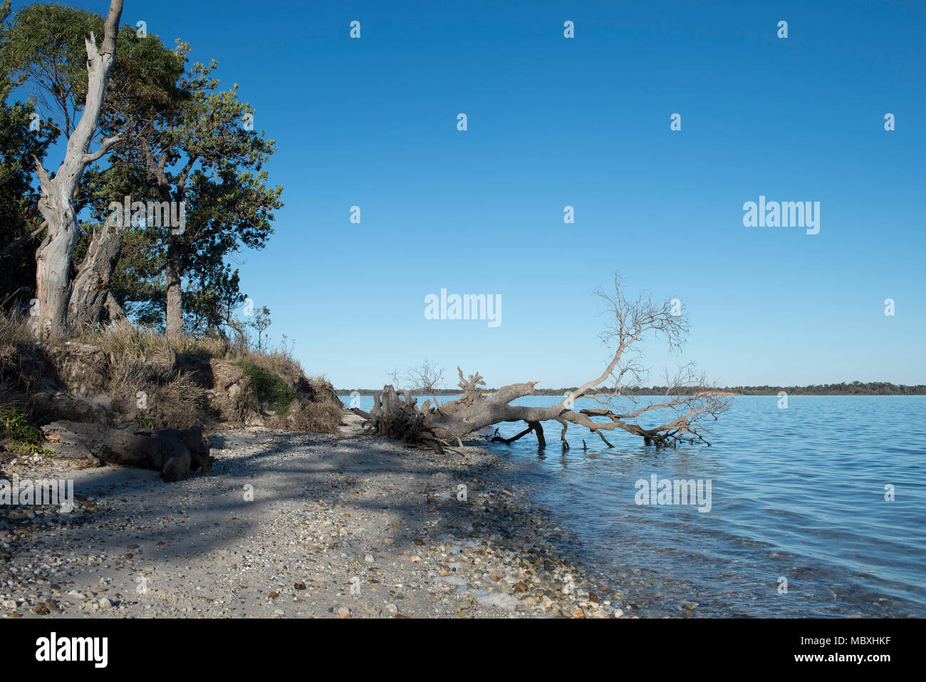 Banksia Peninsula, near the town of Bairnsdale, is a narrow sandy ...