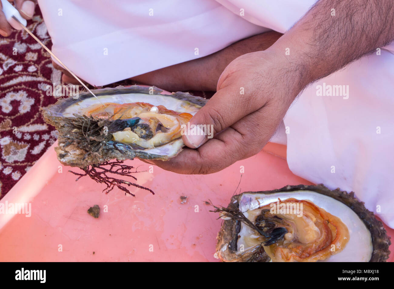 Pearl in the open shell. Extraction of pearls. Emirate of Oman Stock ...