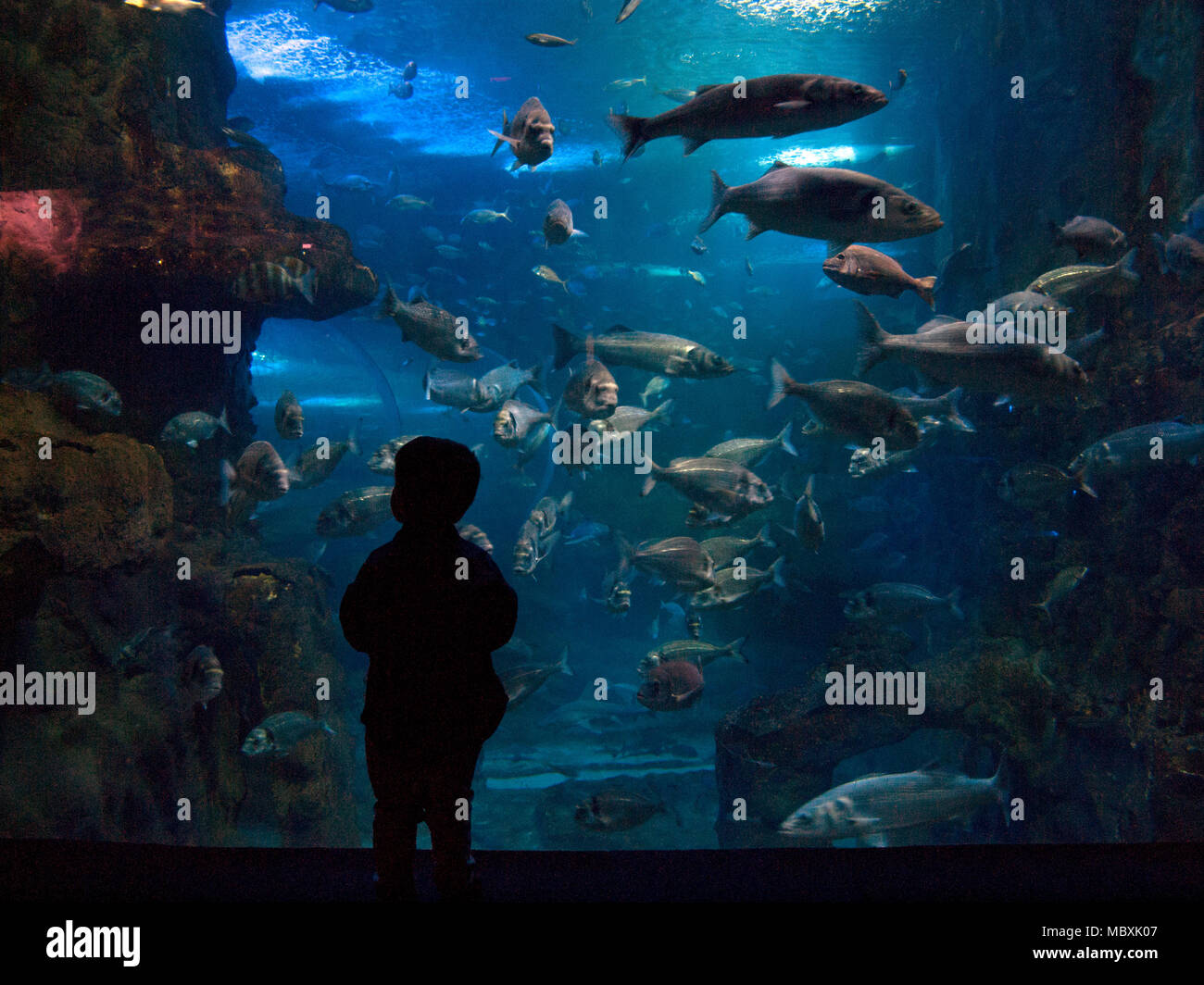 Underwater fish atlantis hi-res stock photography and images - Alamy