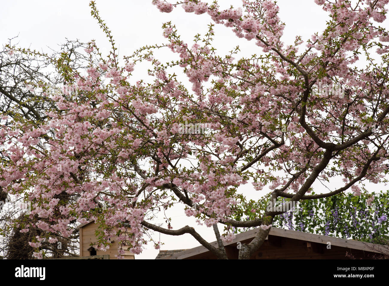 Flowering cherry,Prunus sp., in an urban garden Stock Photo - Alamy