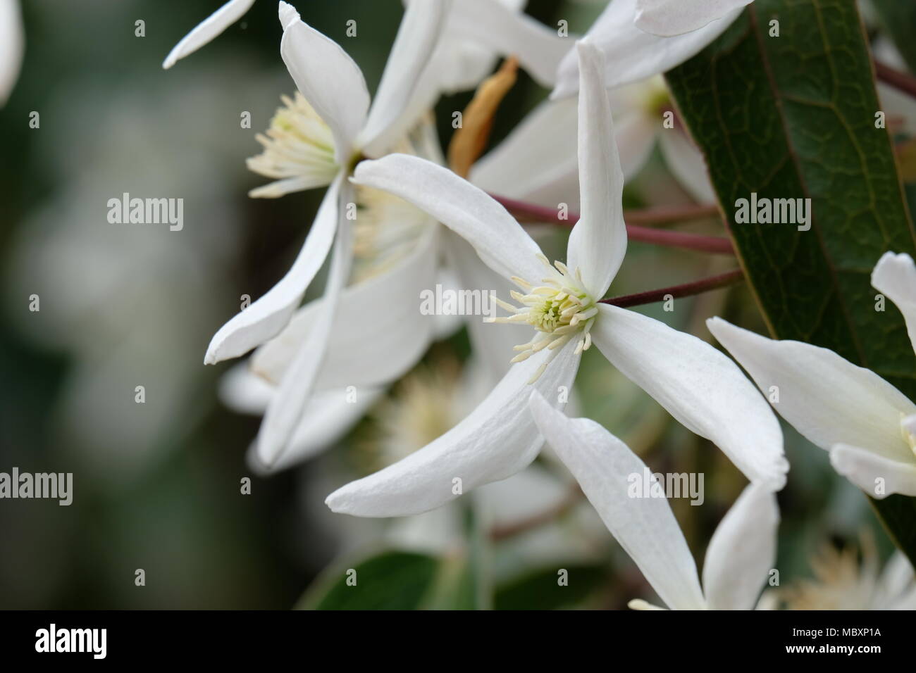 Clematis armandii in full bloom in an urban garden Stock Photo - Alamy
