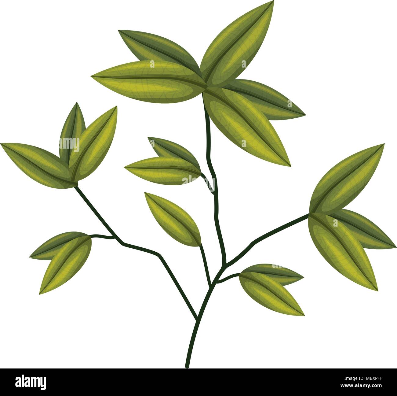 plant branch with leaves Stock Vector Image & Art - Alamy