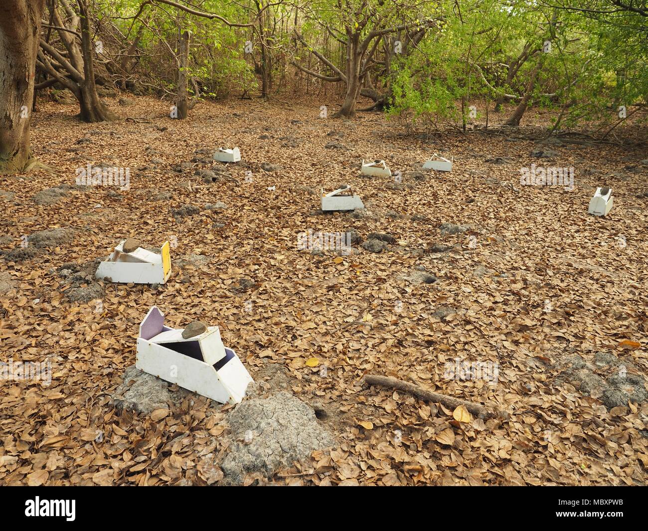 The common land crab (Cardisoma guanhumi of the family Gecarcinidae ...