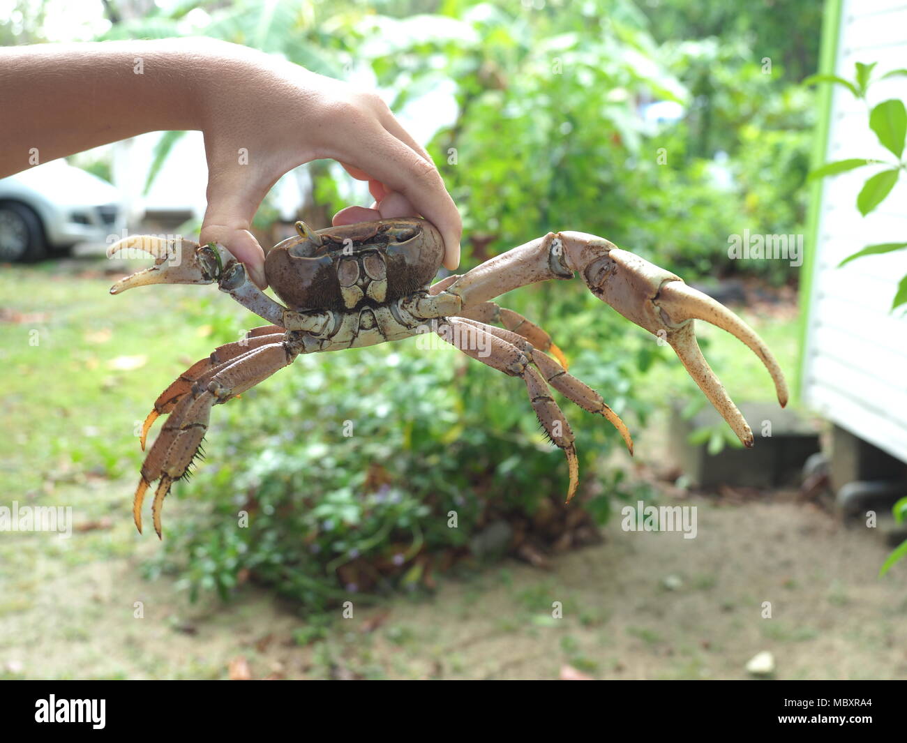 The common land crab (Cardisoma guanhumi of the family Gecarcinidae ...