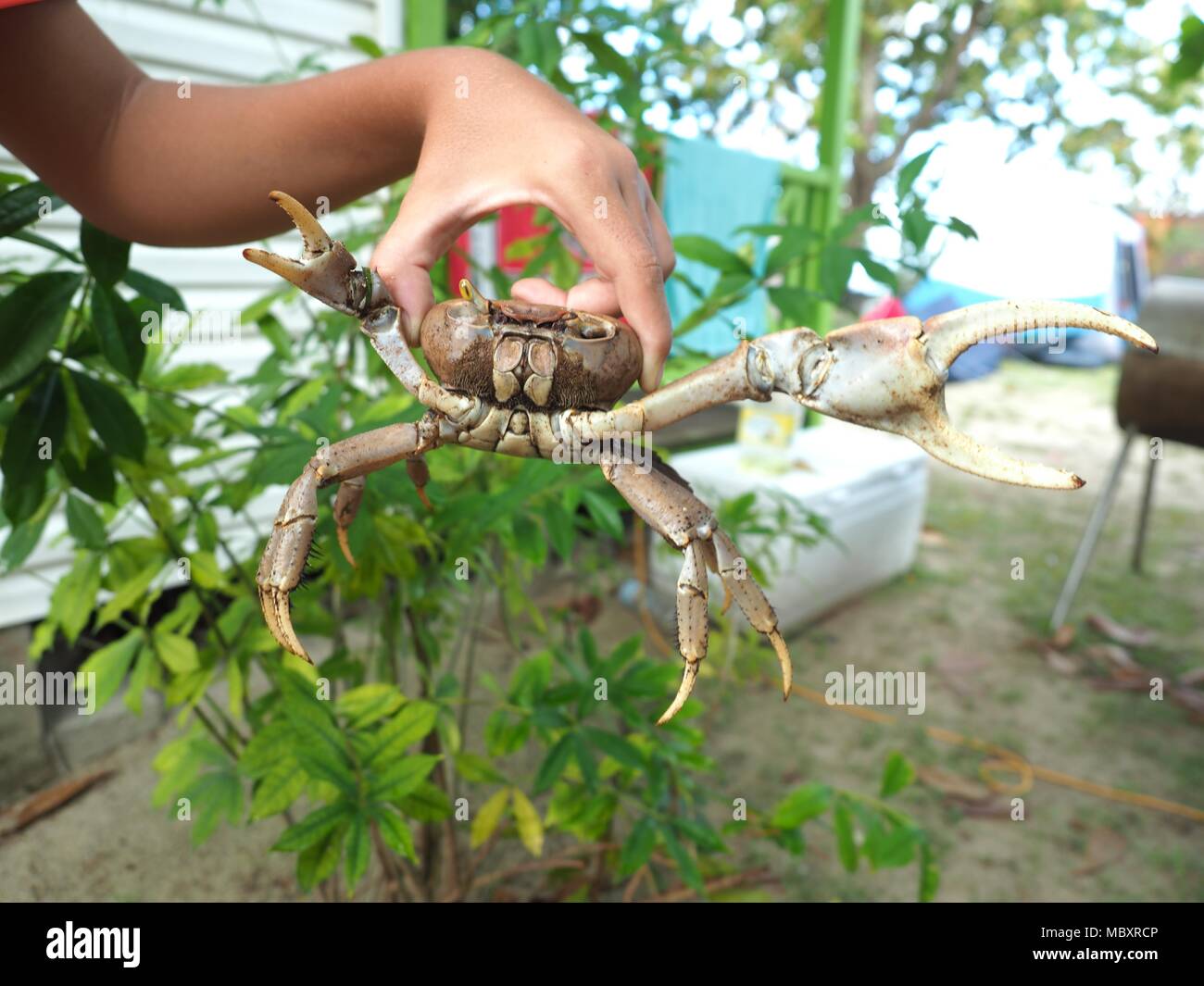 The common land crab (Cardisoma guanhumi of the family Gecarcinidae ...