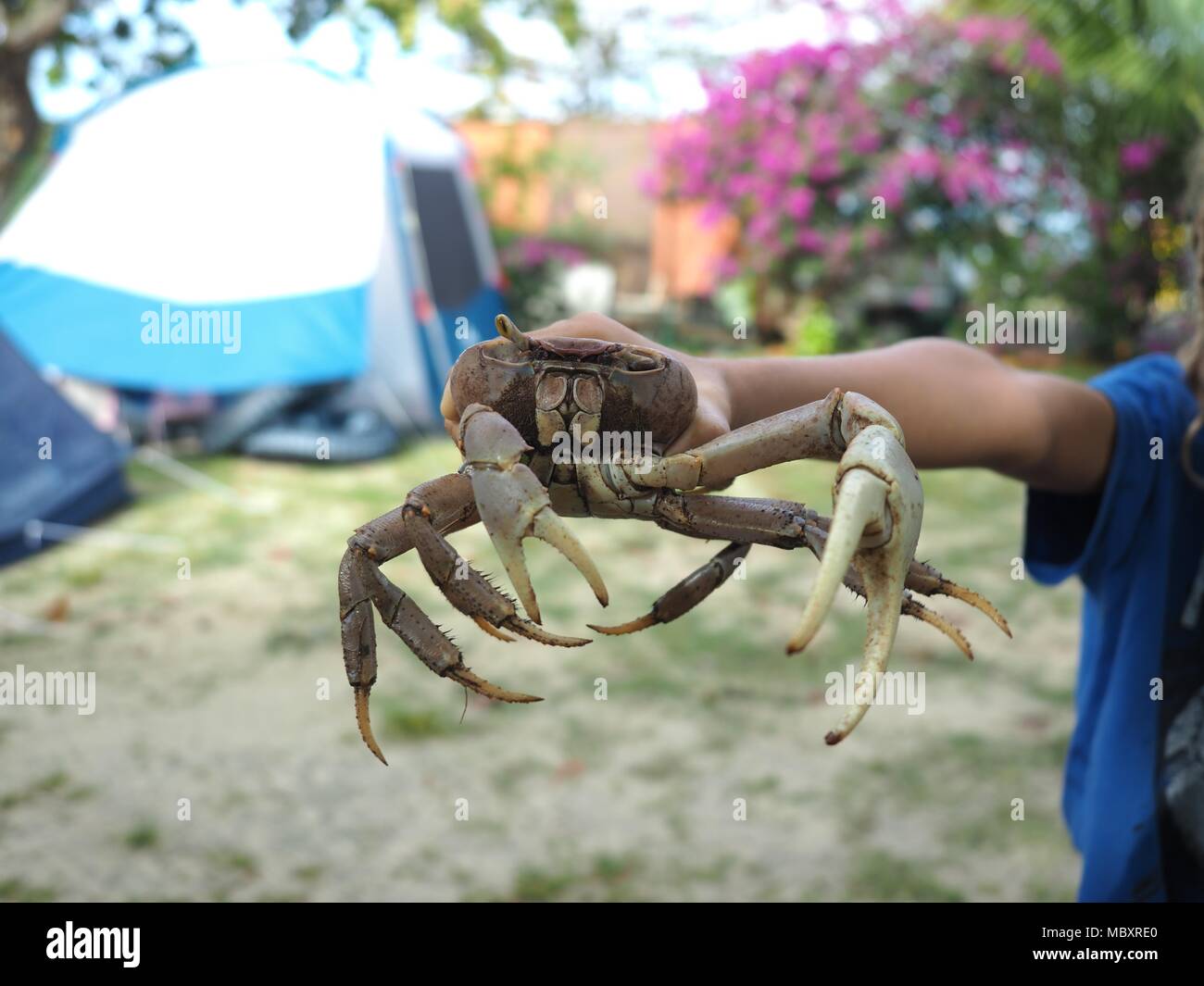 The common land crab (Cardisoma guanhumi of the family Gecarcinidae ...