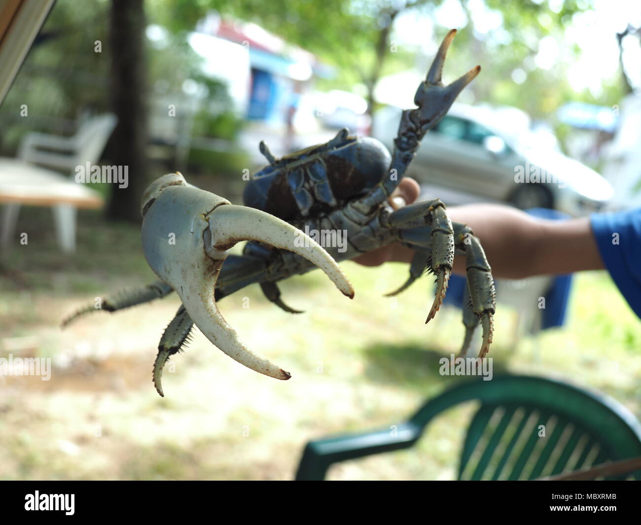 The common land crab (Cardisoma guanhumi of the family Gecarcinidae ...