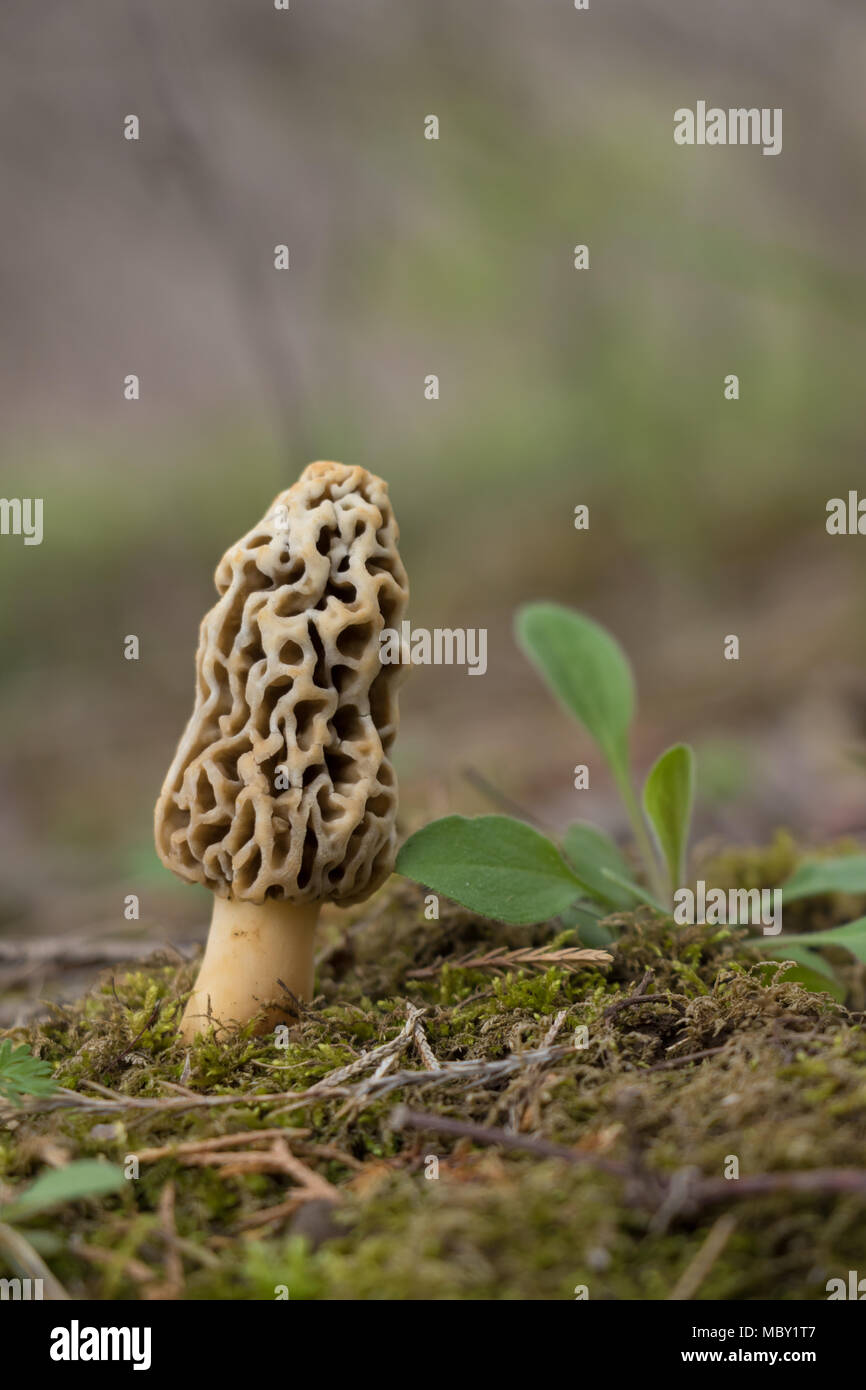 closeup of common yellow morel mushroom, sponge morel (Morchella ...
