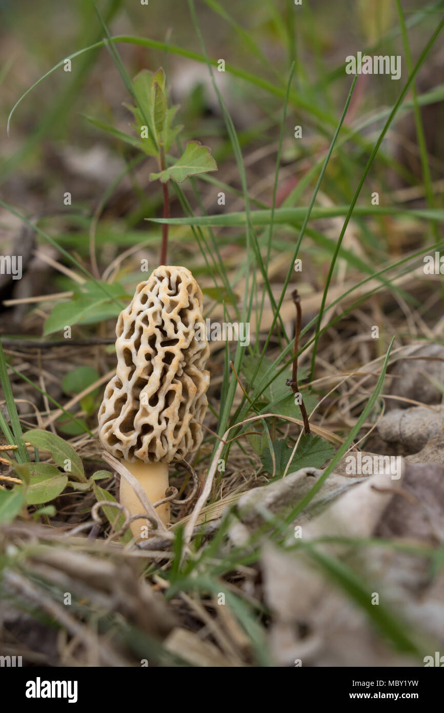 closeup of common yellow morel mushroom, sponge morel (Morchella ...