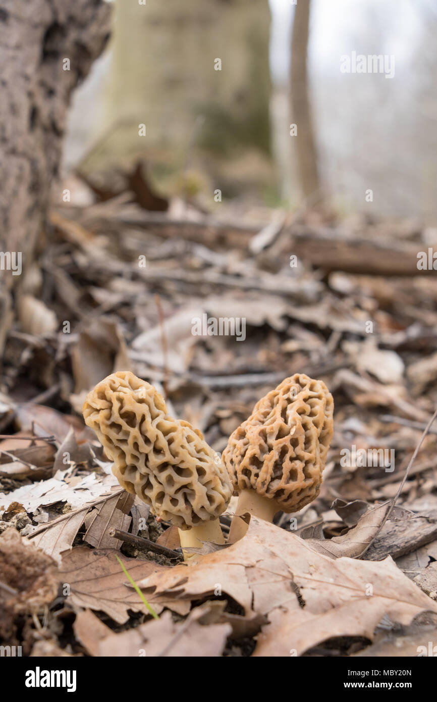 closeup of common yellow morel mushroom, sponge morel (Morchella ...