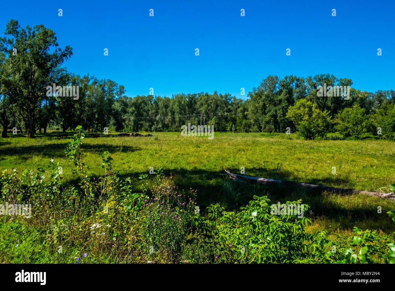 Landscape. Green forest glade Stock Photo - Alamy