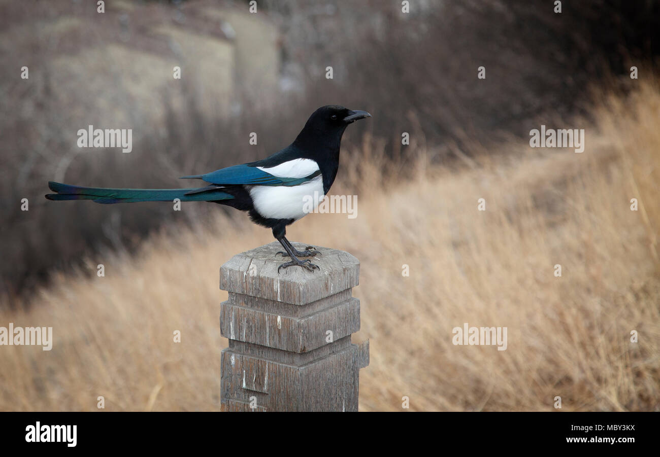 Magpie closeup hi-res stock photography and images - Alamy