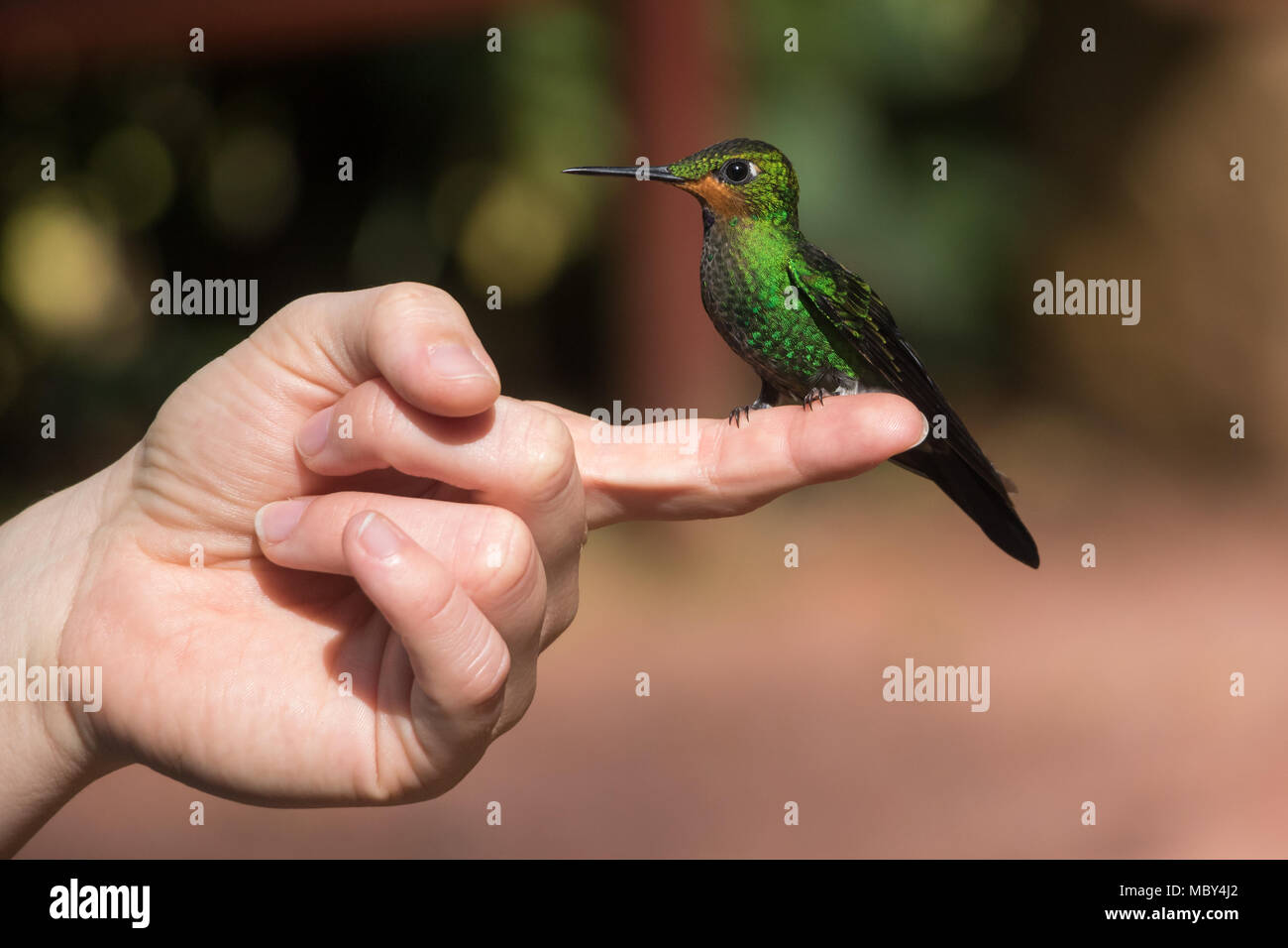Rufous-tailed Hummingbird sitting on finger Stock Photo - Alamy