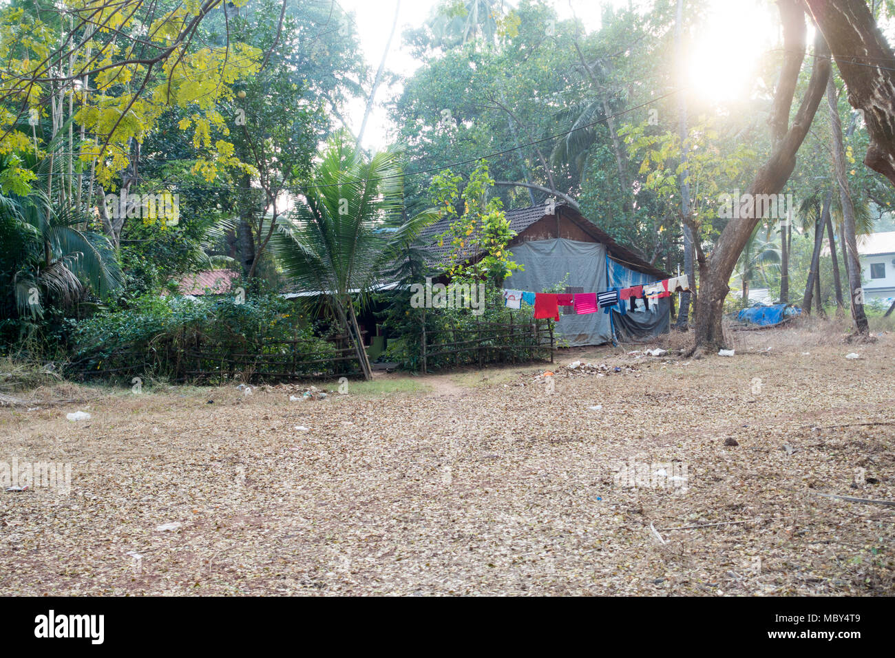 Goa coconut grove hi-res stock photography and images - Alamy