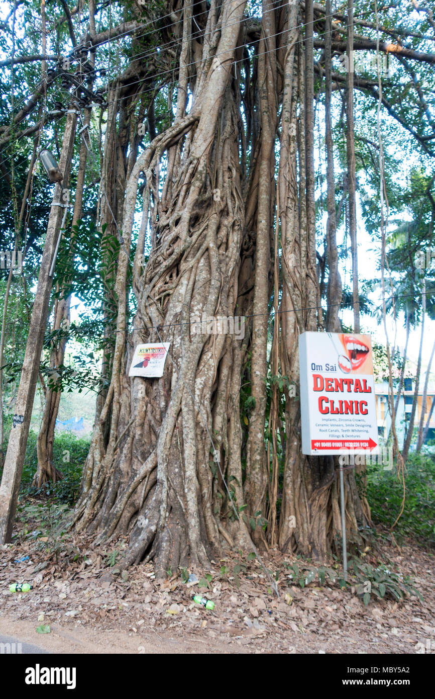 Goa coconut grove hi-res stock photography and images - Alamy