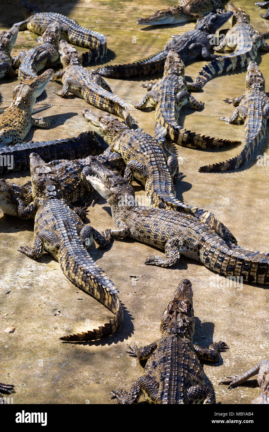 Crocodile Show at Samutprakarn Crocodile Farm and Zoo, Bangkok ...