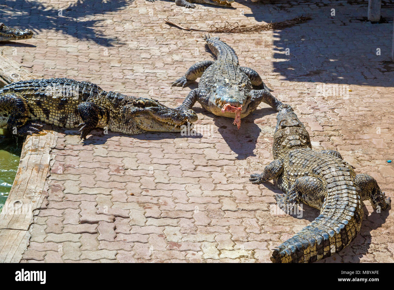 Crocodile Show at Samutprakarn Crocodile Farm and Zoo, Bangkok ...