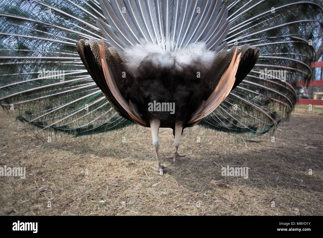 The rear end of a peacock Stock Photo - Alamy