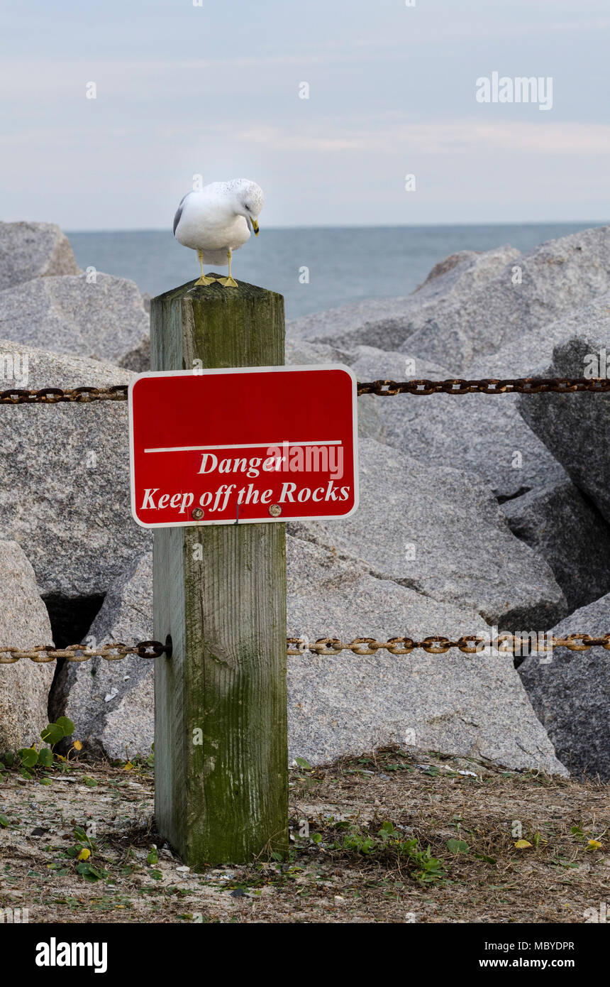 seagull is reading the sign Stock Photo - Alamy
