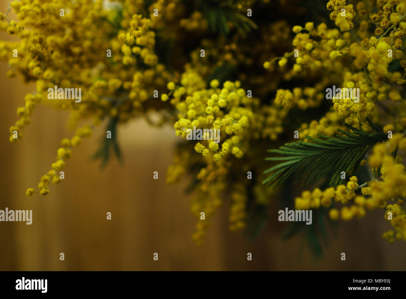 Inflorescence of yellow mimosa close-up. A bouquet of mimosa. Floral ...