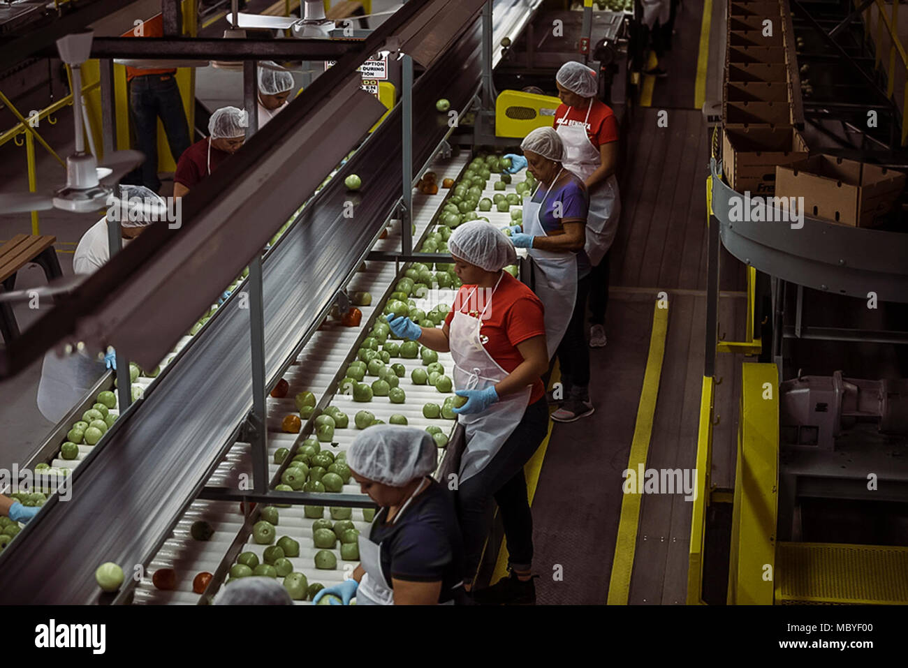 SANTA ISABEL, Puerto Rico, Feb. 16, 2018--Gargiulo Farm employees ...