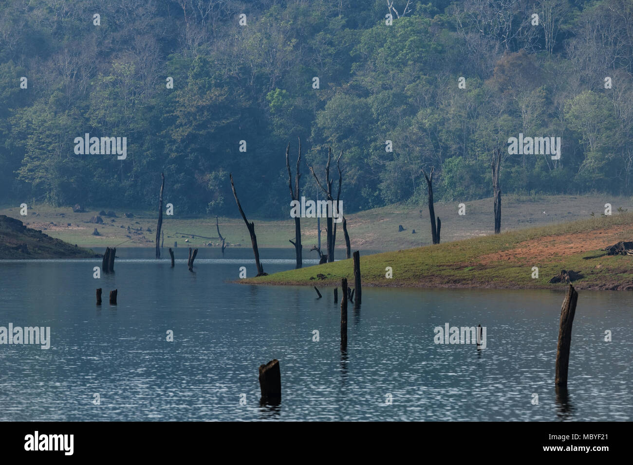 Beautiful view of boating in thekkady lake and periyar tiger reserve ...