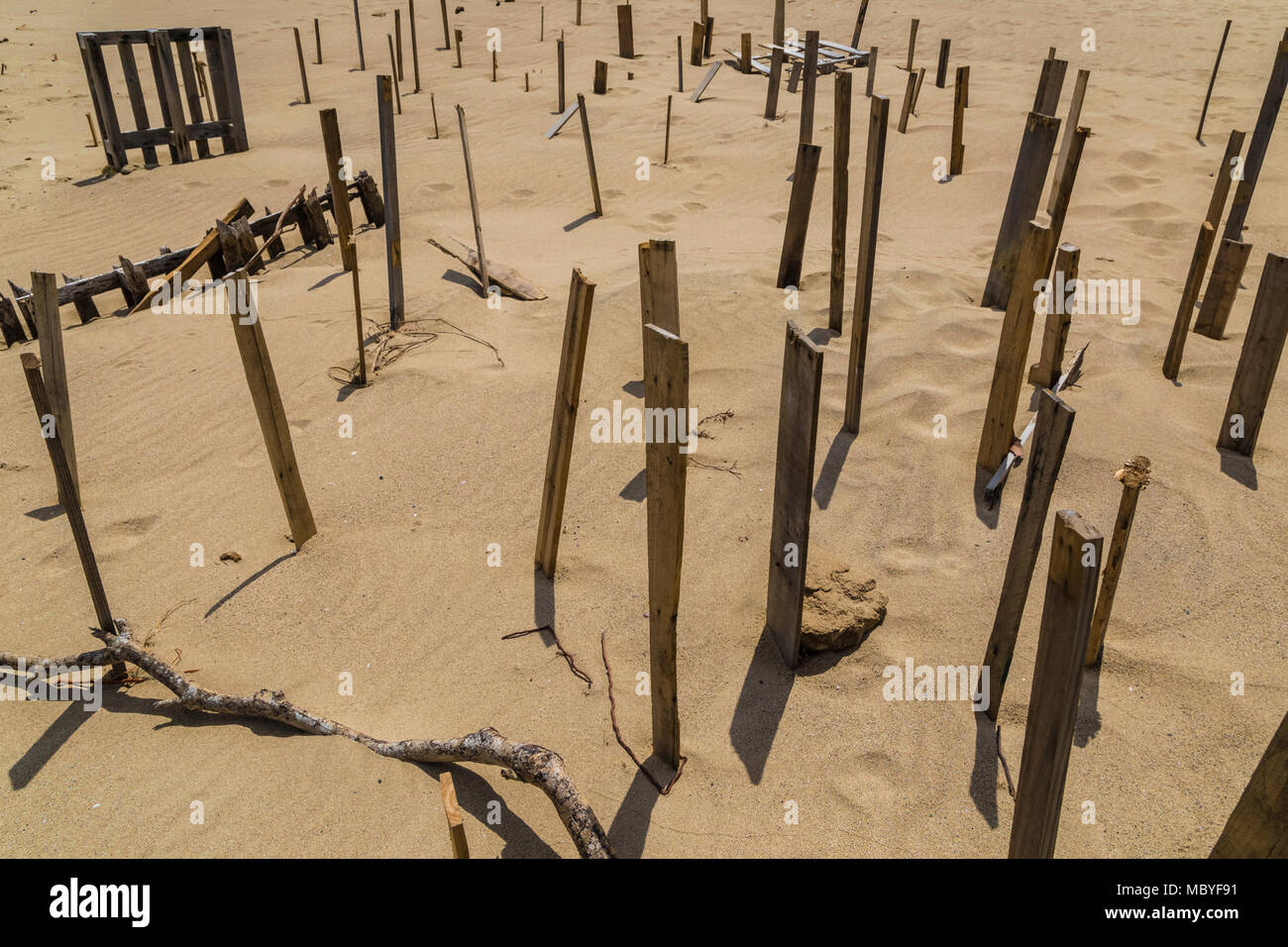 Camuy, Puerto Rico, March 15, 2018 – A sand dune along the coast of ...