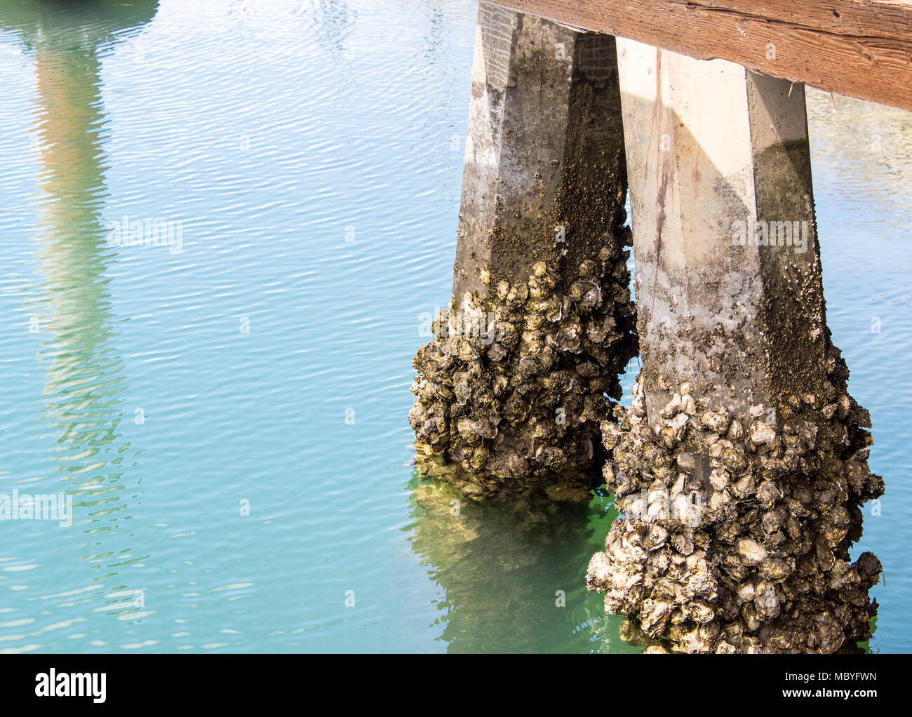 Water barnacles hi-res stock photography and images - Alamy